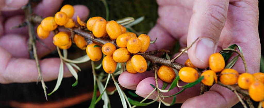 Luontaisen MSM-rikin seitsemän ihmeellistä parantavaa vaikutusta ...